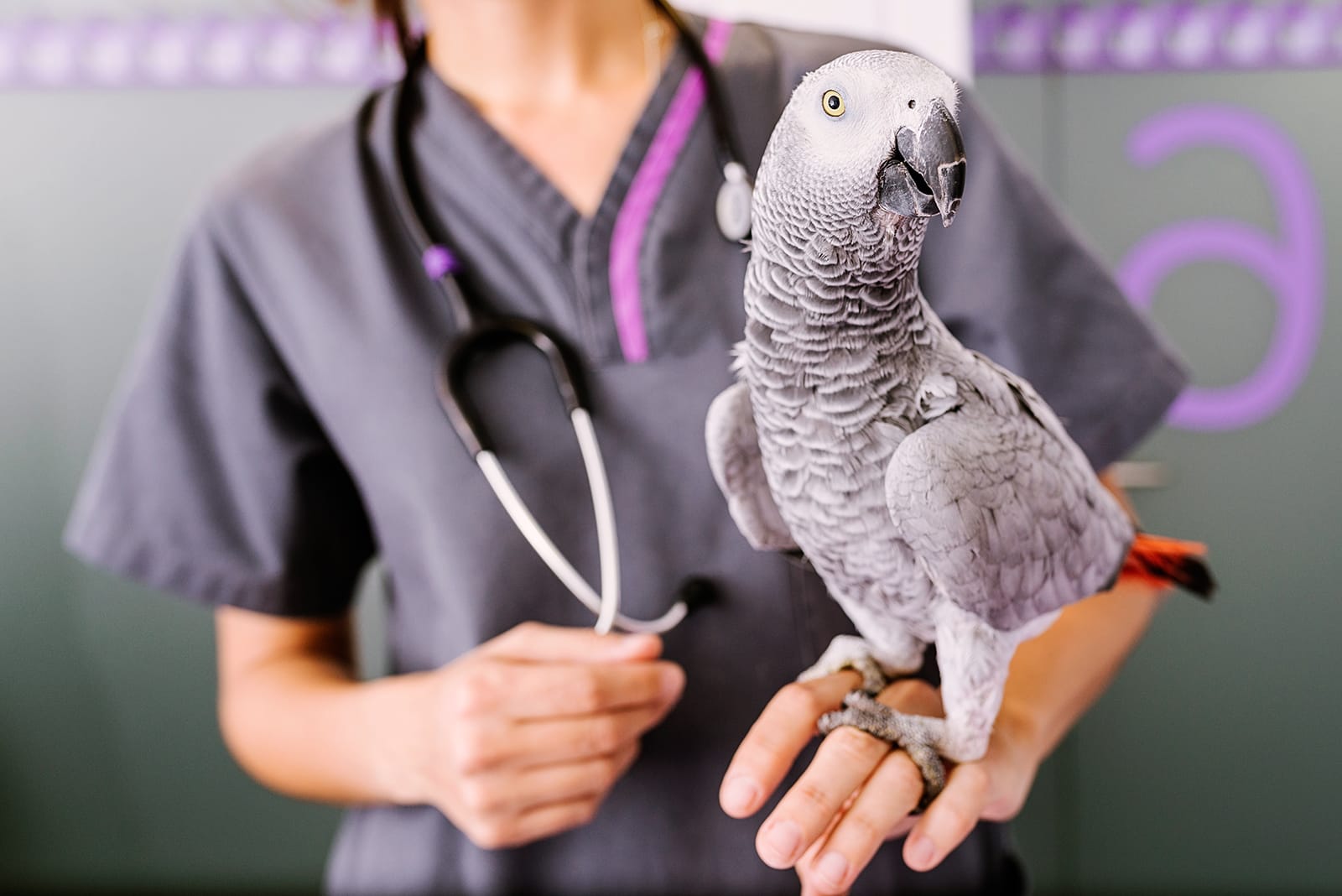 Animal Care Work | How to Work with Animals | Oxbridge